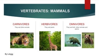 Animal kingdom | PPT