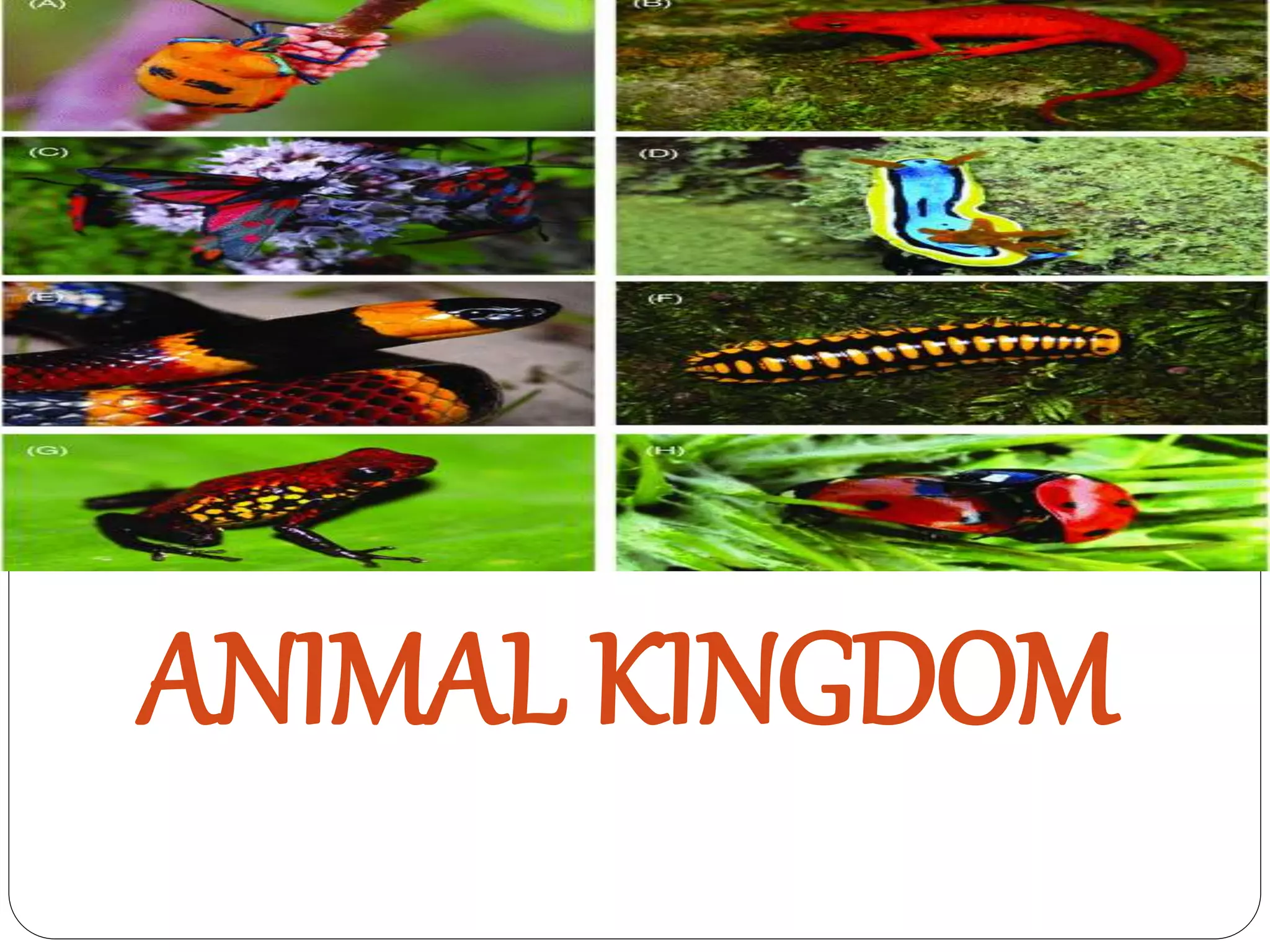 Animal kingdom | PPT