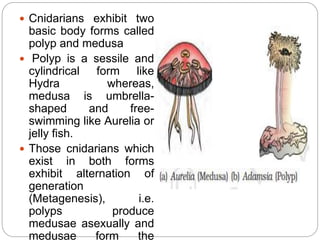 Cnidocytes Two Basic Body Forms