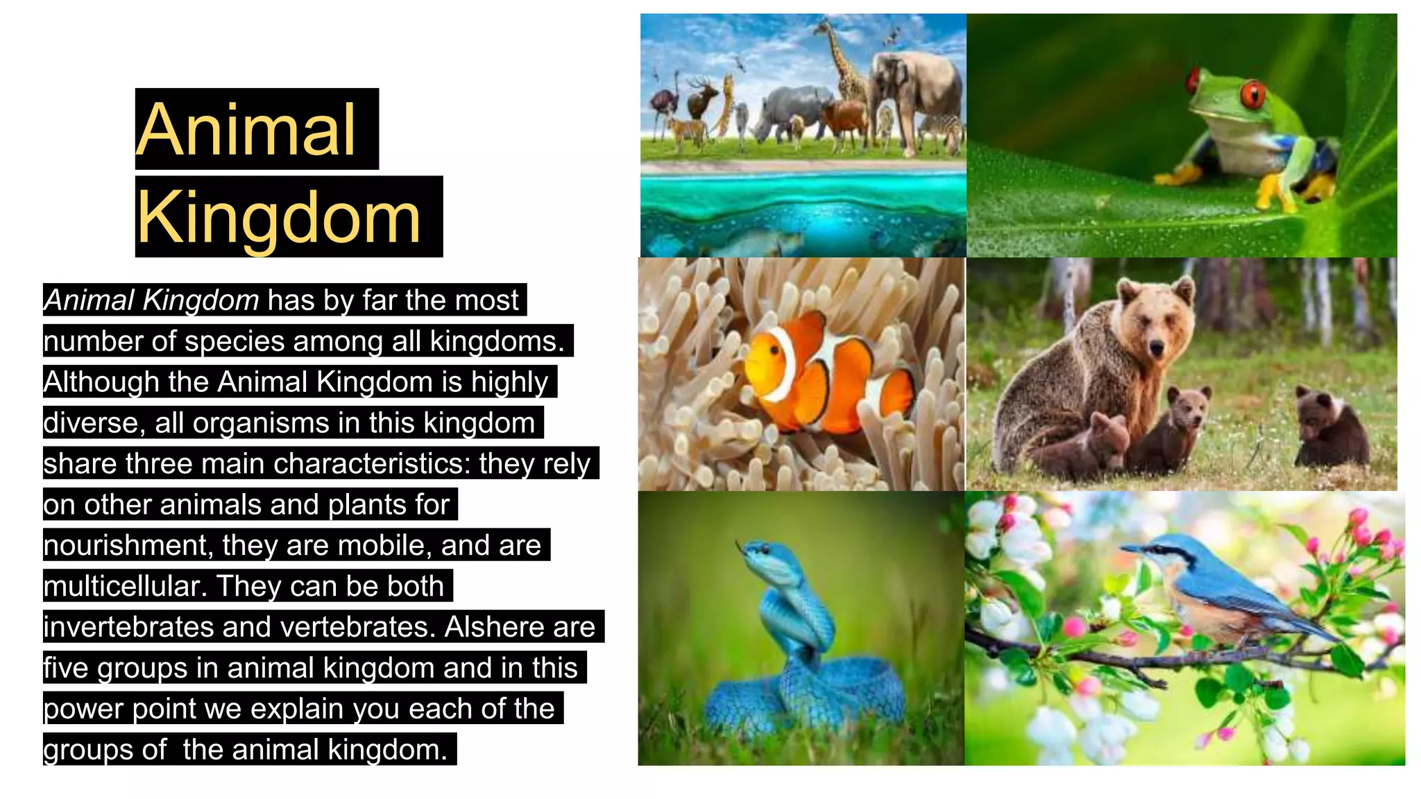 Animal kingdom | PPTX