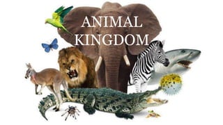 Animal kingdom | PPTX