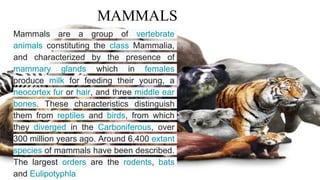 Animal kingdom | PPTX