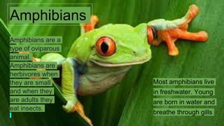 Animal kingdom | PPTX