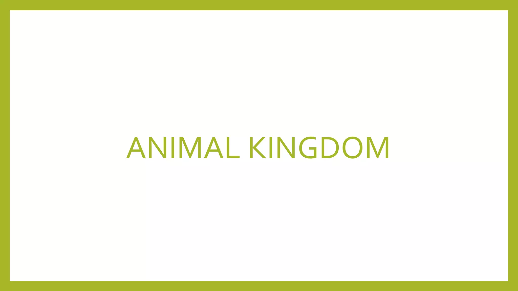 ANIMAL KINGDOM.pptx