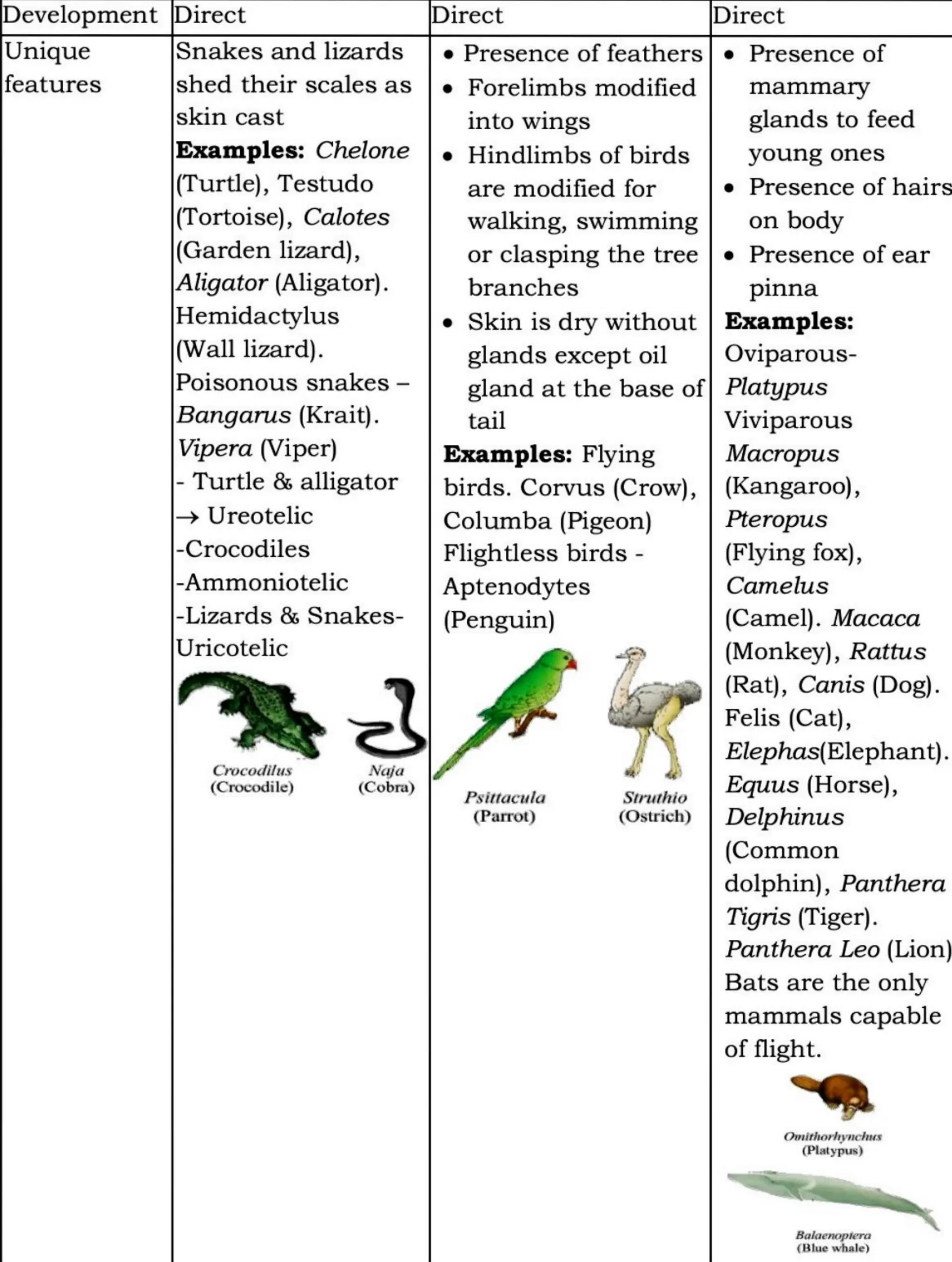 animal kingdom class 11 zoology cbse. pdf | PDF