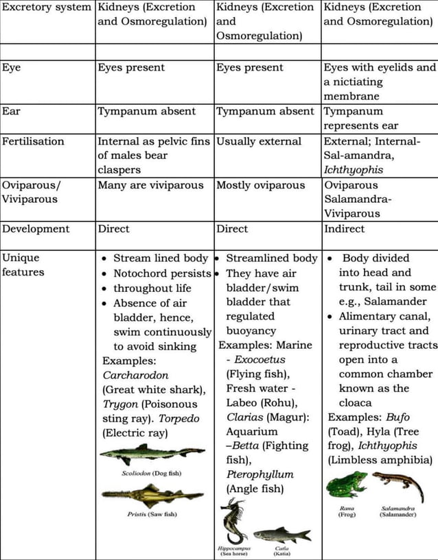 animal kingdom class 11 zoology cbse. pdf | PPT