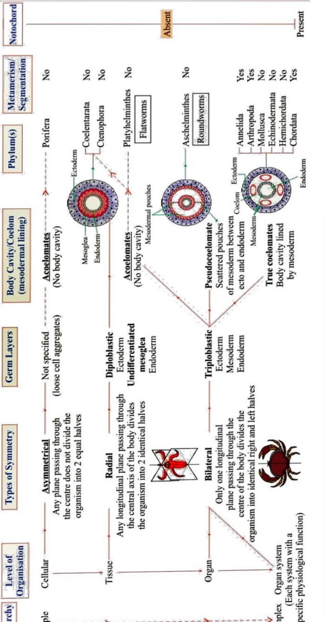 animal kingdom class 11 zoology cbse. pdf | PPT