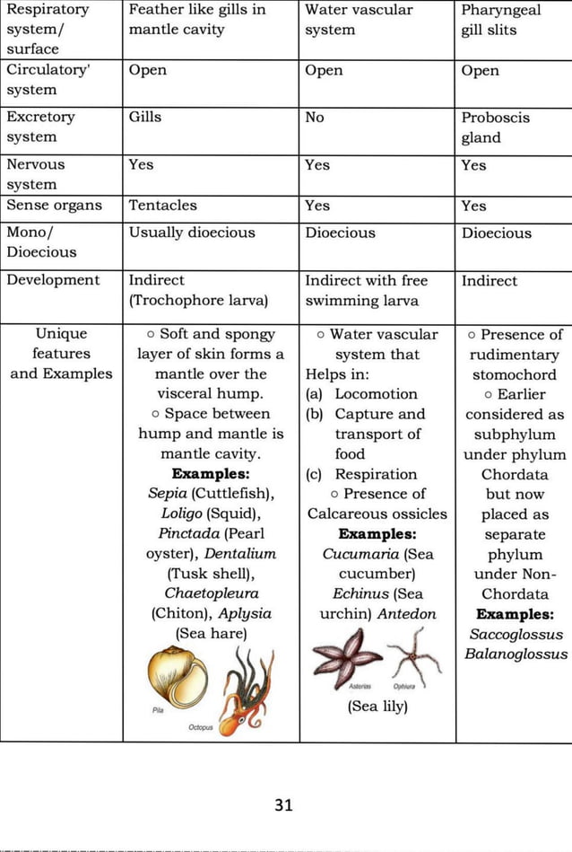 animal kingdom class 11 zoology cbse. pdf | PPT