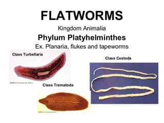 Animal kingdom.pptx phylum porifera to mammalia | PPTX