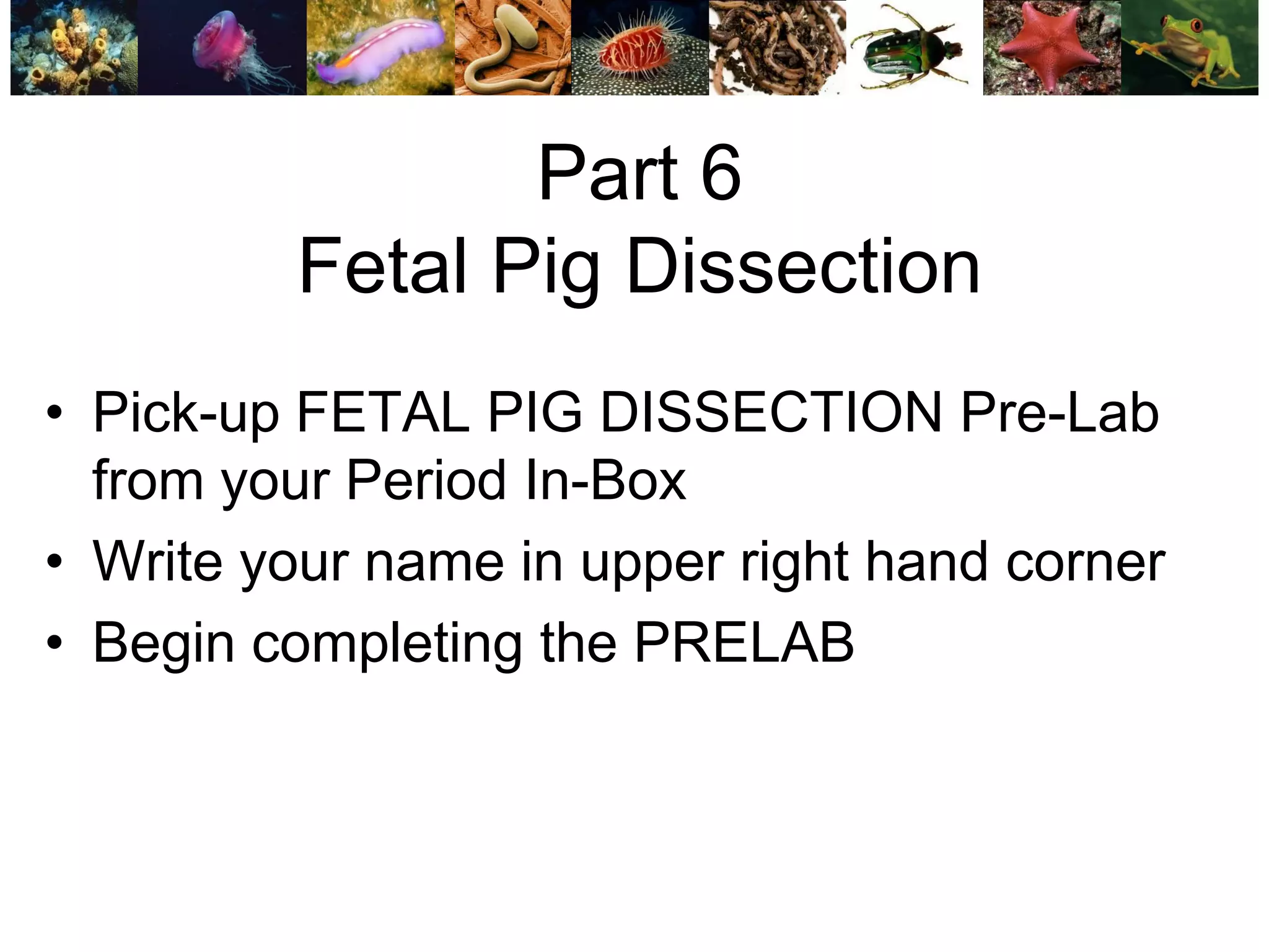 Pig Dissection | PDF