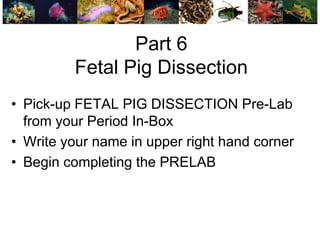 Pig Dissection | PDF