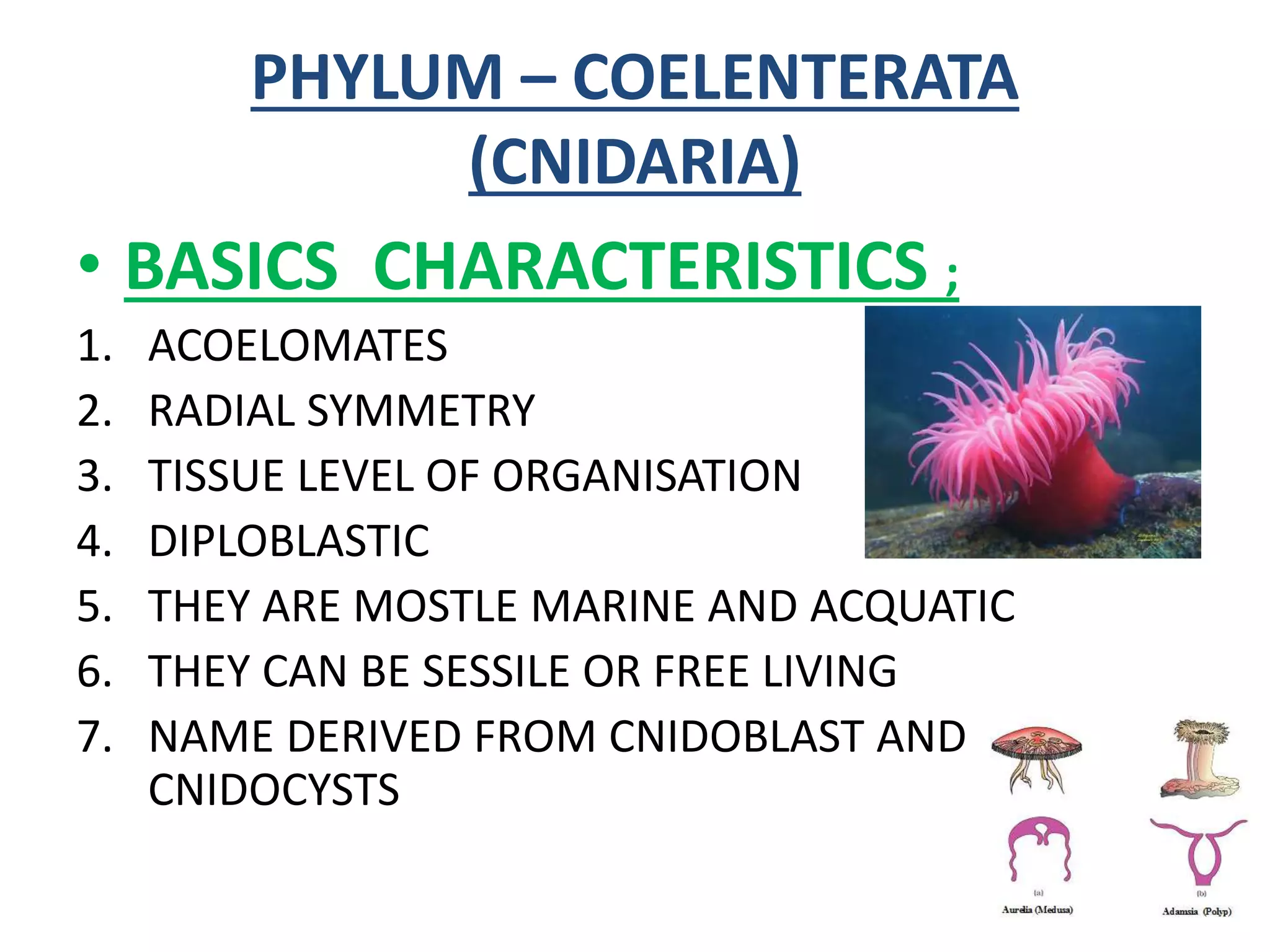 Animal kingdom class 11 | PPTX