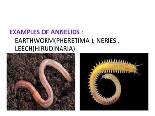 Animal kingdom class 11 | PPTX