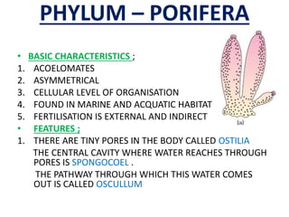 Animal kingdom class 11 | PPTX