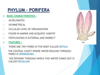 ANIMAL KINGDOM(complete ) -CLASS 11. | PPTX