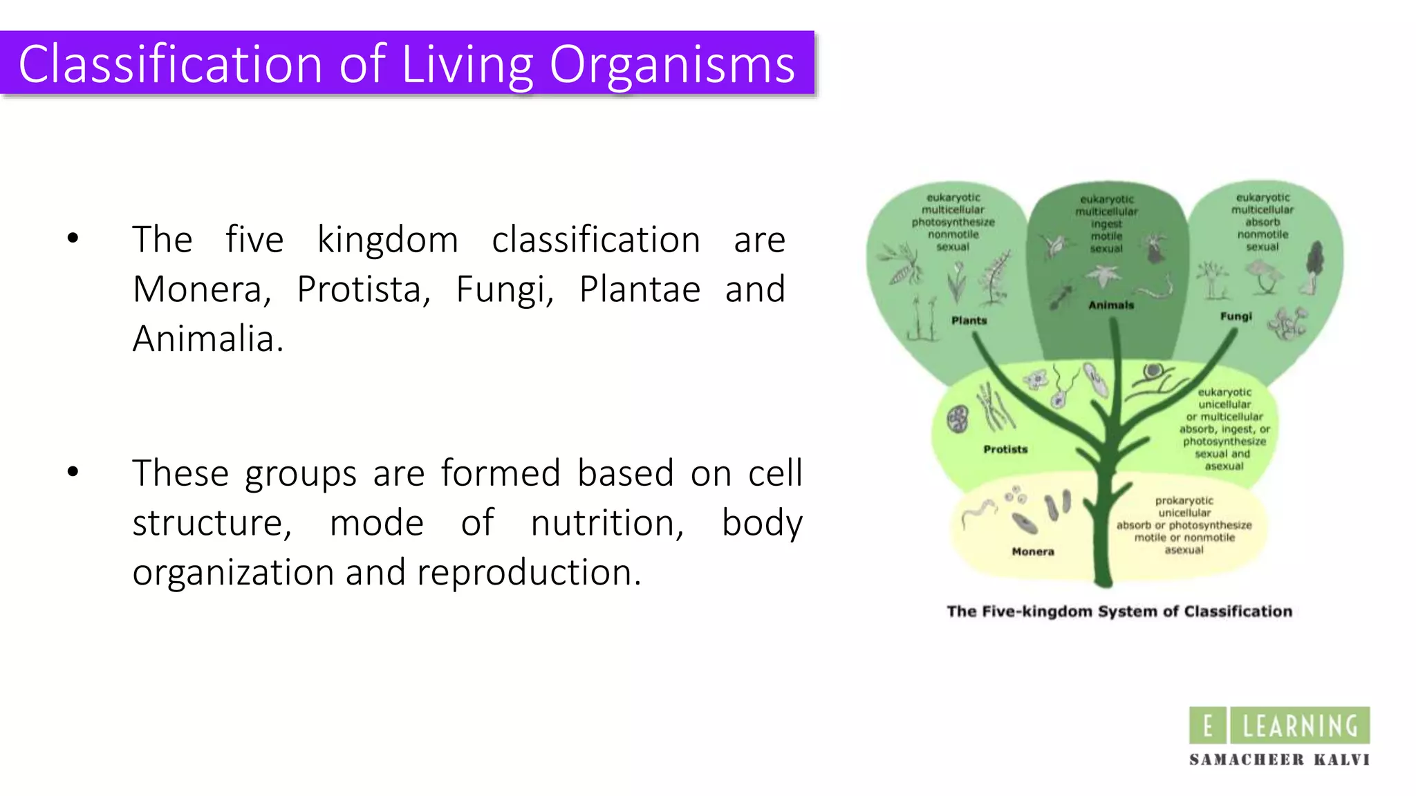 Animal Kingdom Part 1 | PPTX