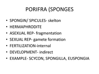 Animal Kingdom for class XI | PPTX | Biological Sciences | Science