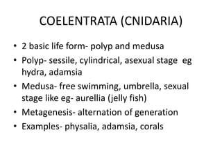 Animal Kingdom for class XI | PPTX | Biological Sciences | Science