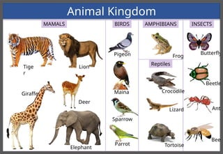 Animal Kingdom (Type of Animals in our world) | PPT
