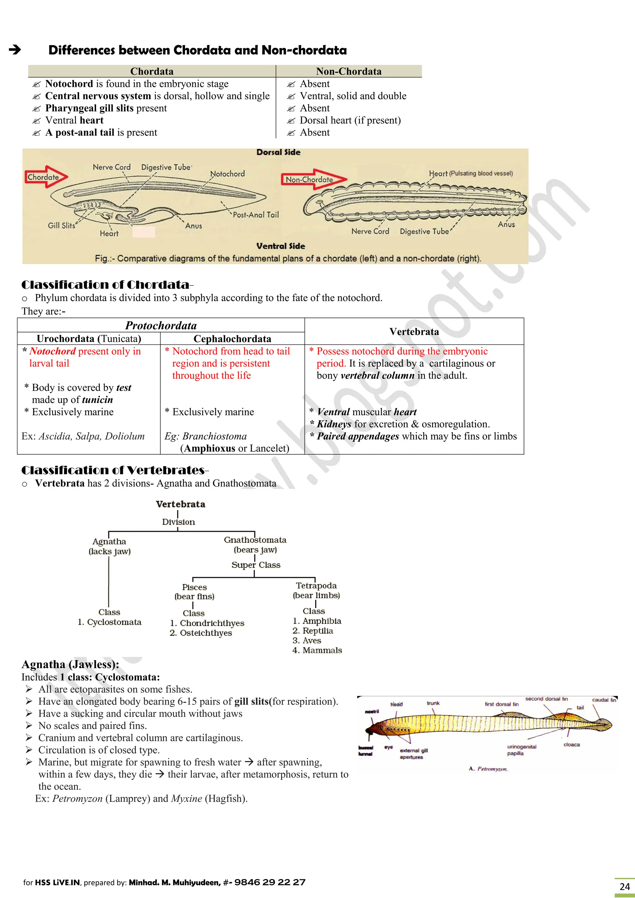 Animal_Kingdom_ 2.pdf