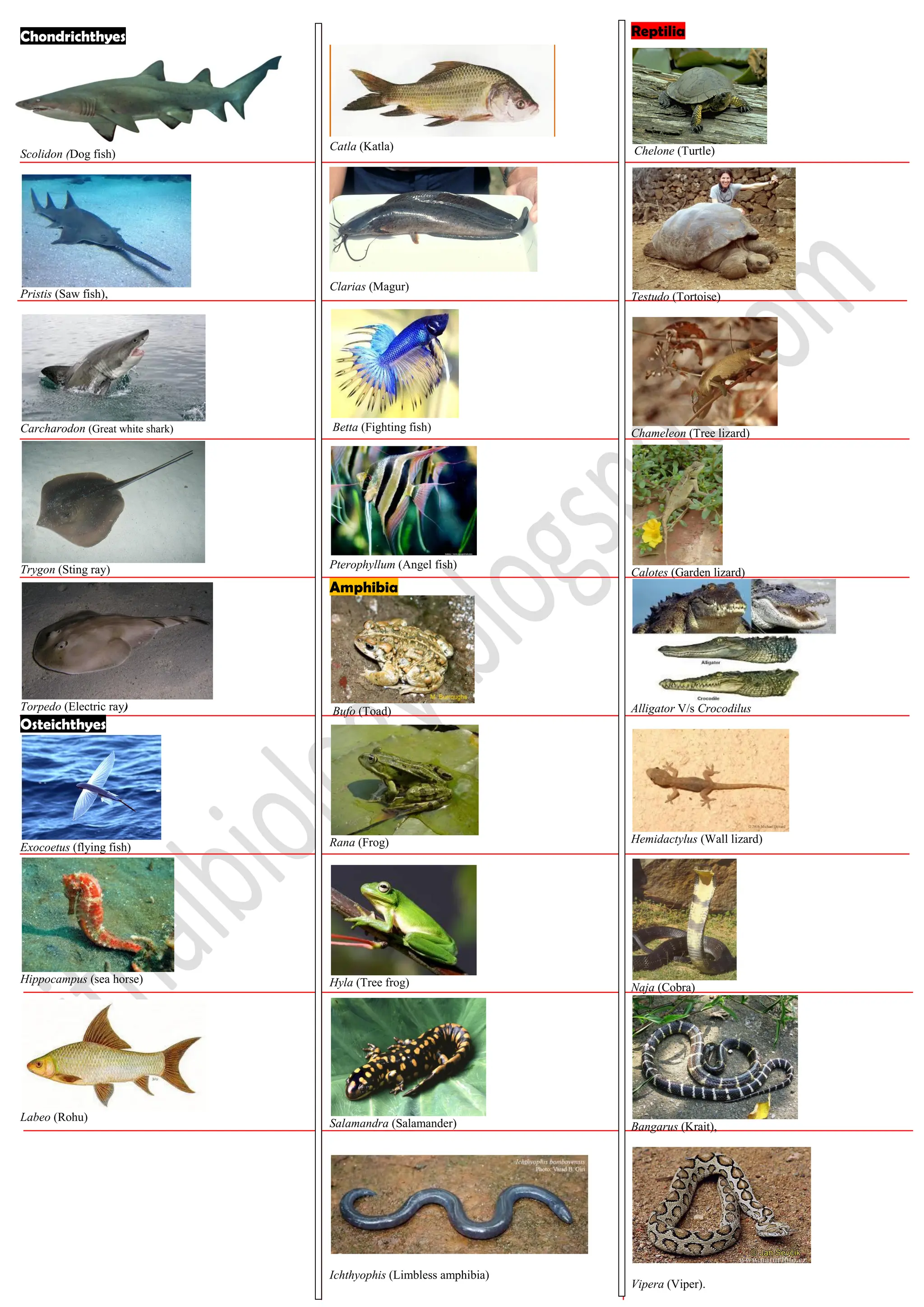 Animal_Kingdom_ 2.pdf