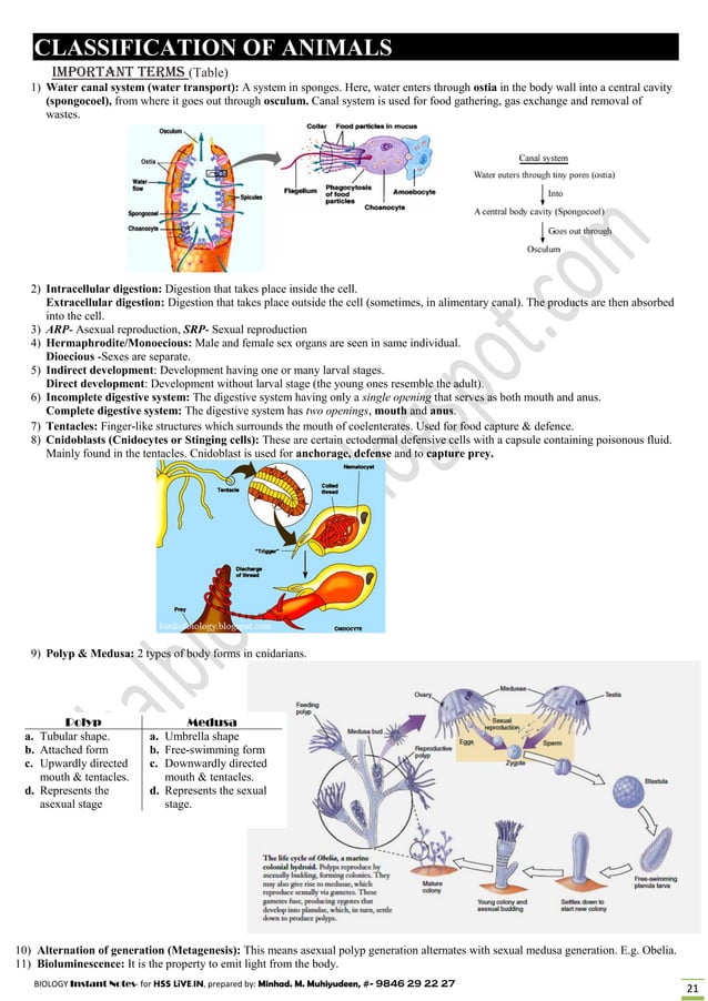 Animal_Kingdom_ 2.pdf