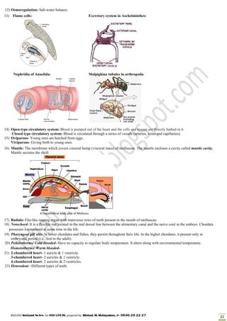Animal_Kingdom_ 2.pdf