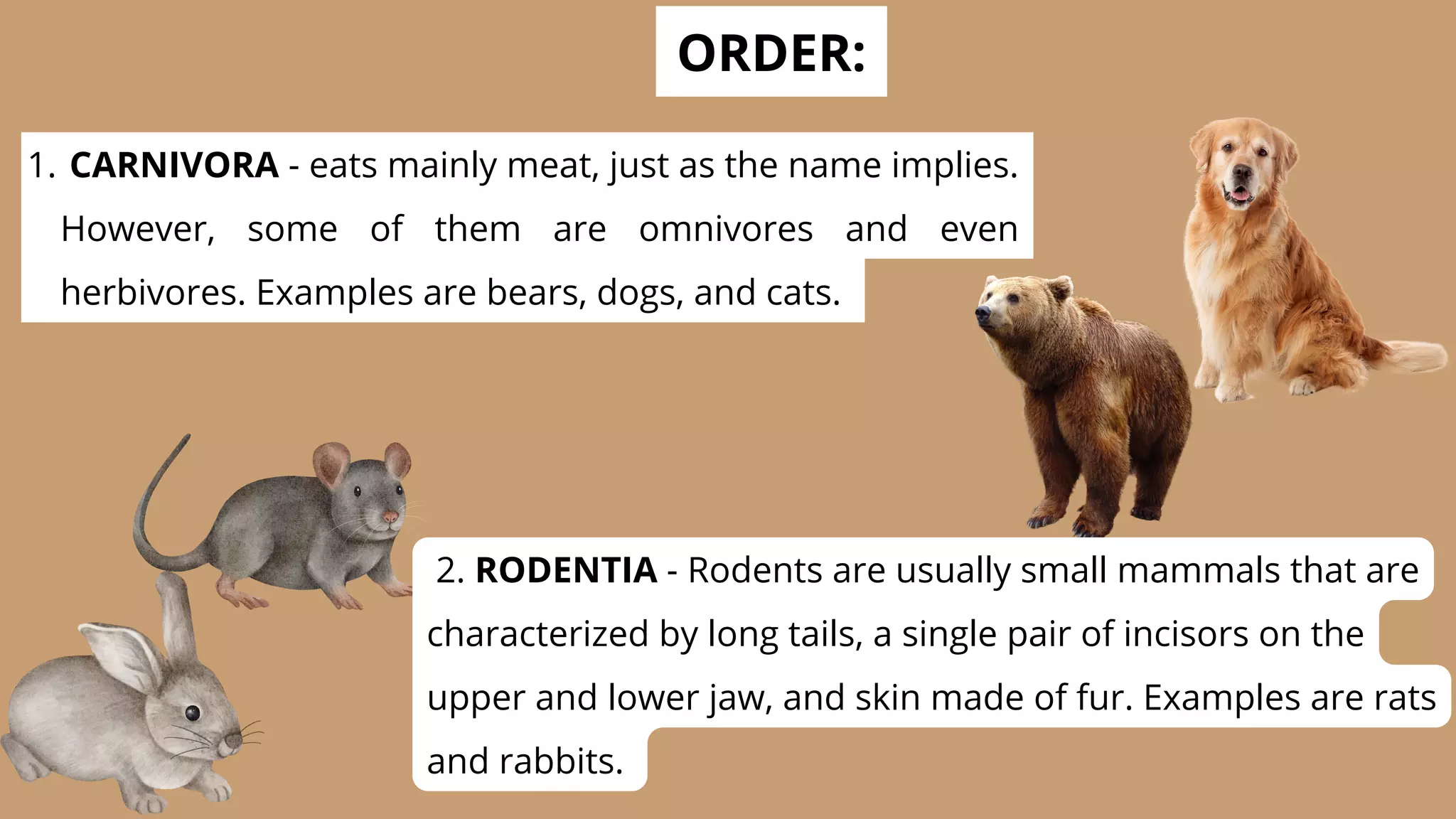 Animal Kingdom Classification.pdf | Cats | Pets