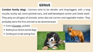 Animal Kingdom Classification.pdf | Cats | Pets