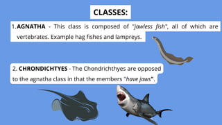 Animal Kingdom Classification.pdf