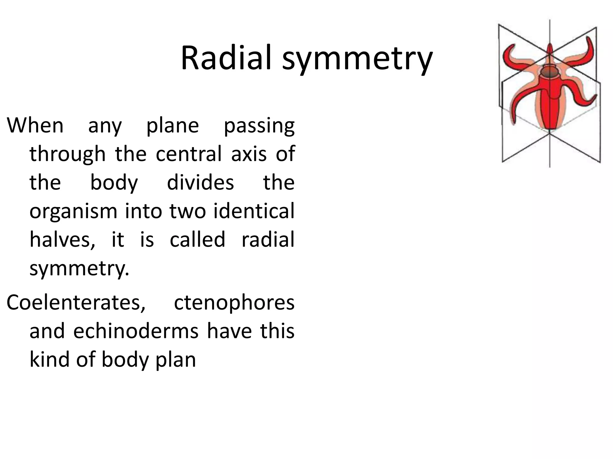 Animal kingdom for + 1 bio part I | PPTX