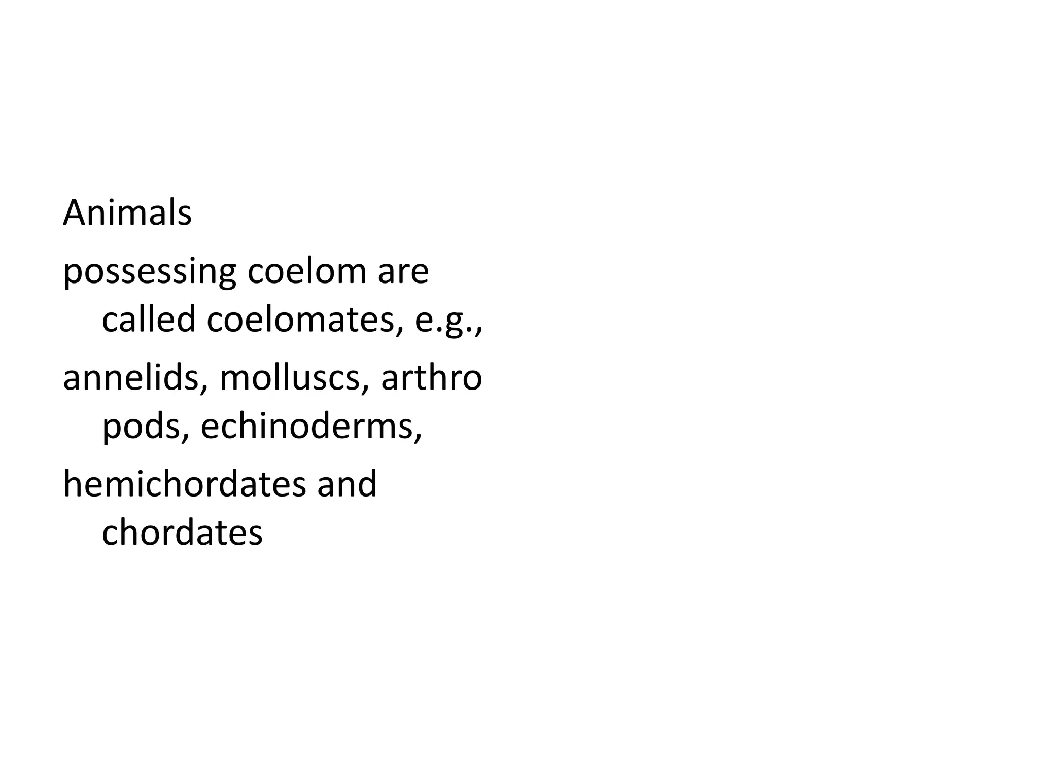 Animal kingdom for + 1 bio part I | PPTX