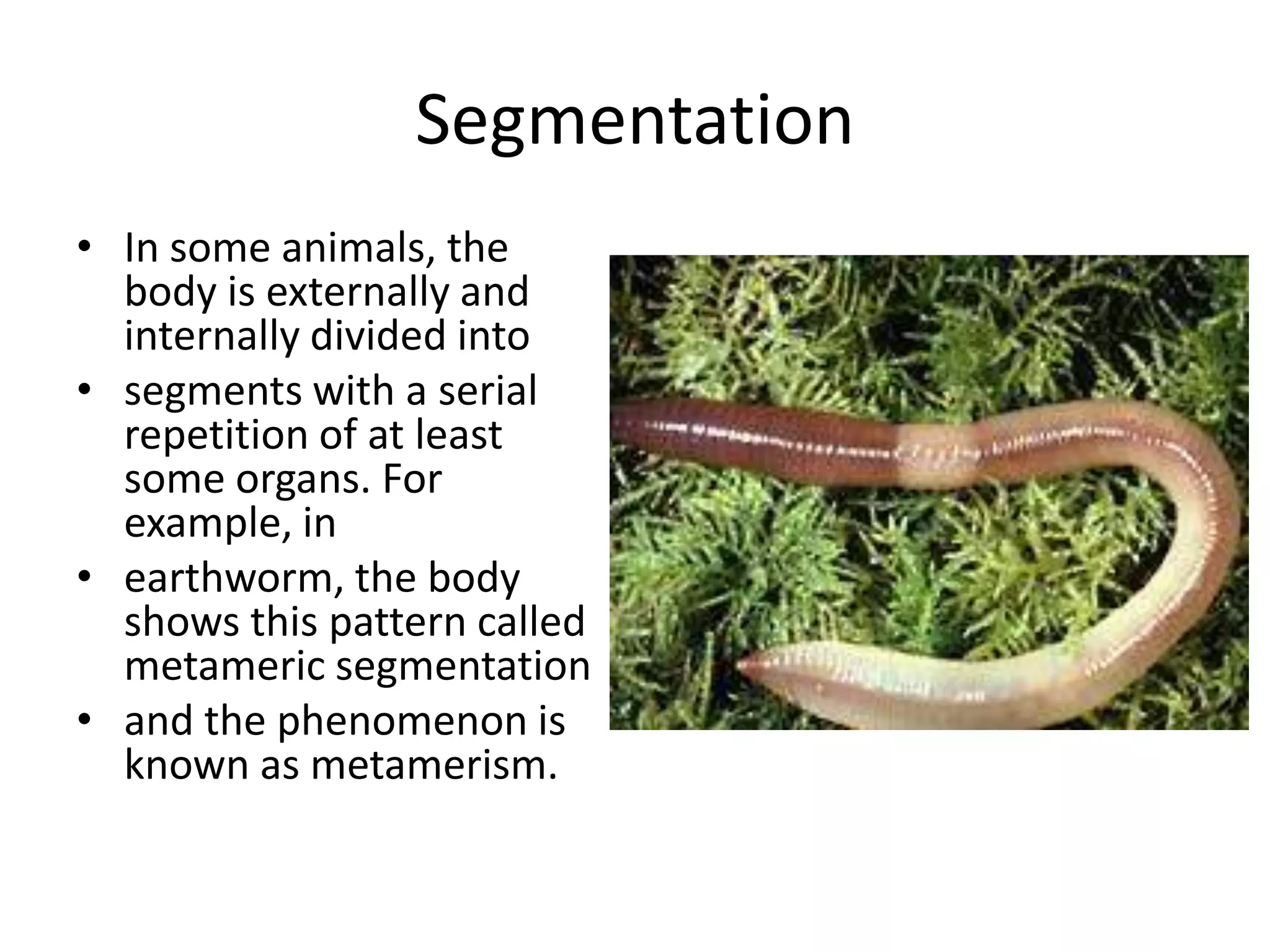 Animal kingdom for + 1 bio part I | PPTX