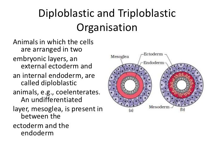 Animal kingdom for + 1 bio part I