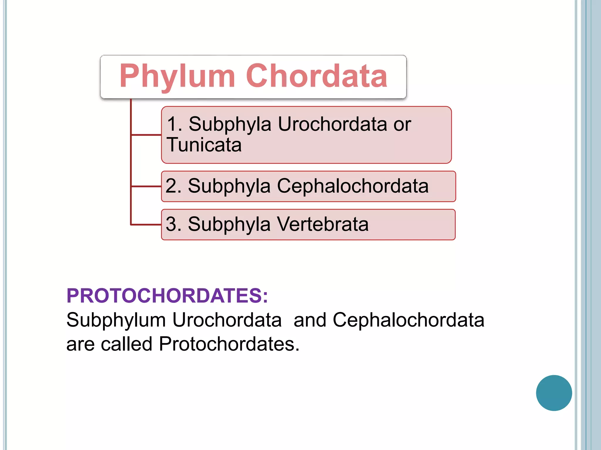 Animal kingdom Chordates | PPTX
