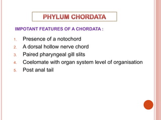Animal kingdom Chordates | PPTX