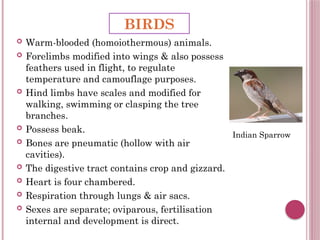 animalkingdomiichordates-140813062756-phpapp01 (1).pptx