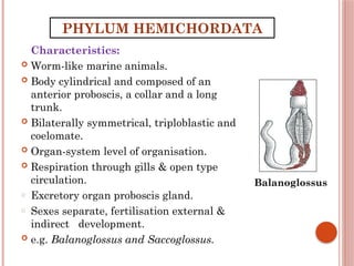 animalkingdomiichordates-140813062756-phpapp01 (1).pptx