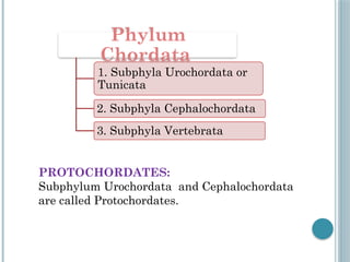 animalkingdomiichordates-140813062756-phpapp01 (1).pptx