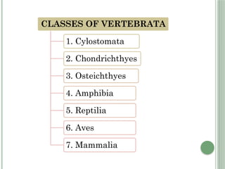 animalkingdomiichordates-140813062756-phpapp01 (1).pptx