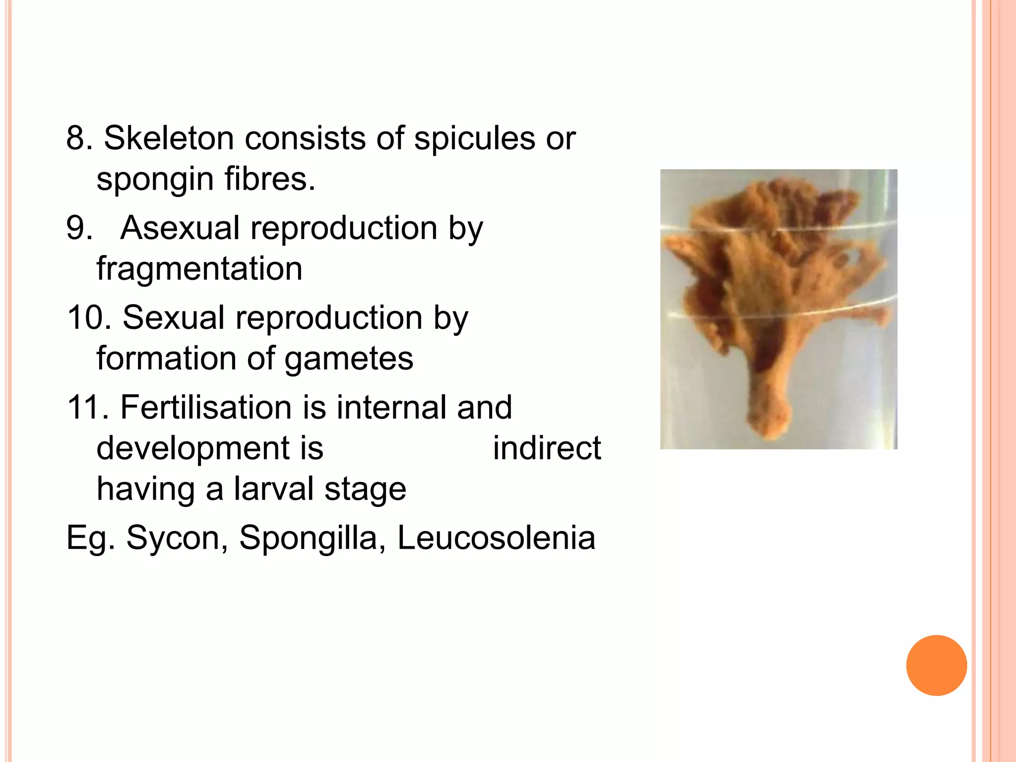 Animal Kingdom (Nonchordates) | PPTX
