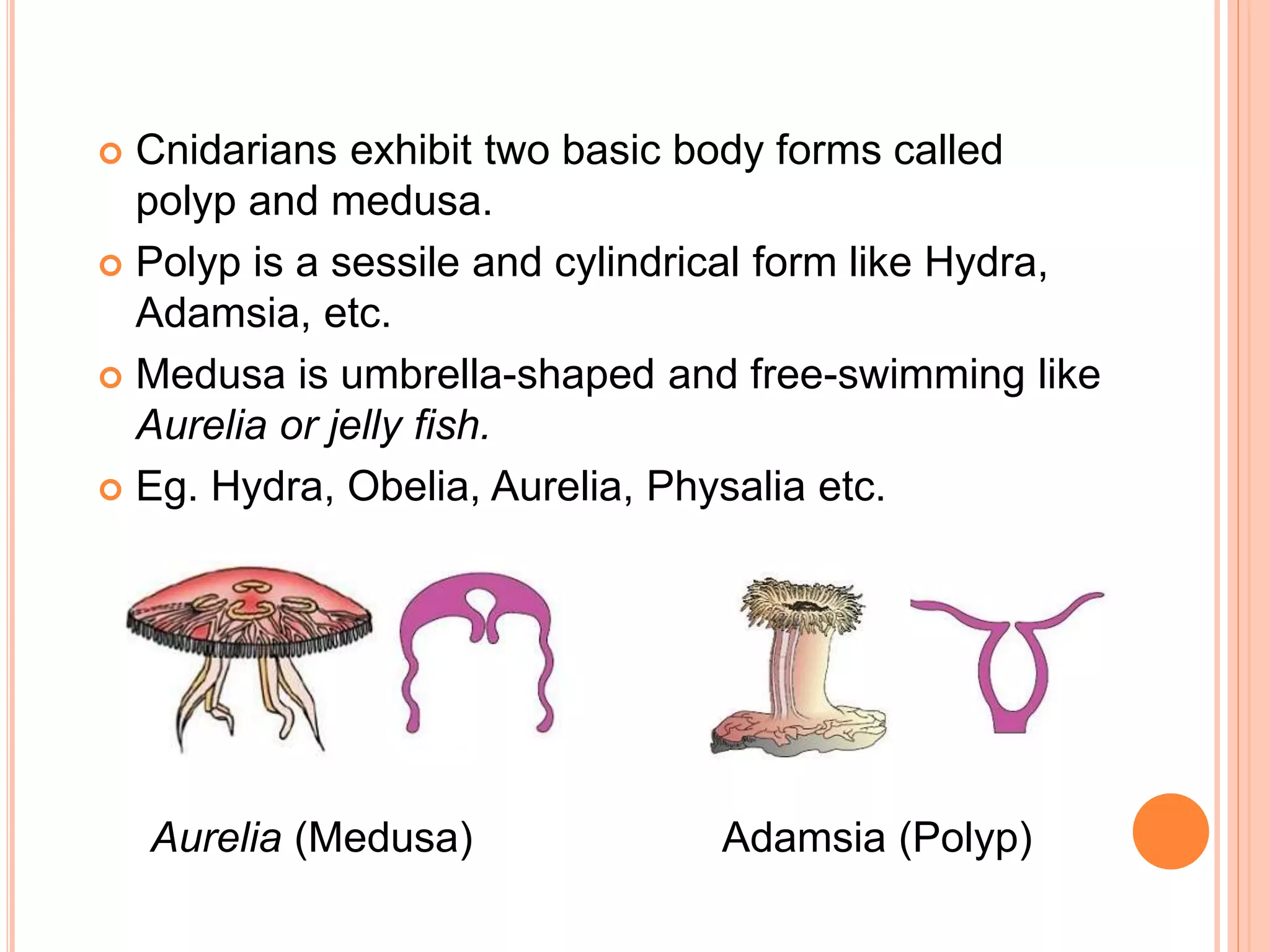 Animal Kingdom (Nonchordates) | PPTX