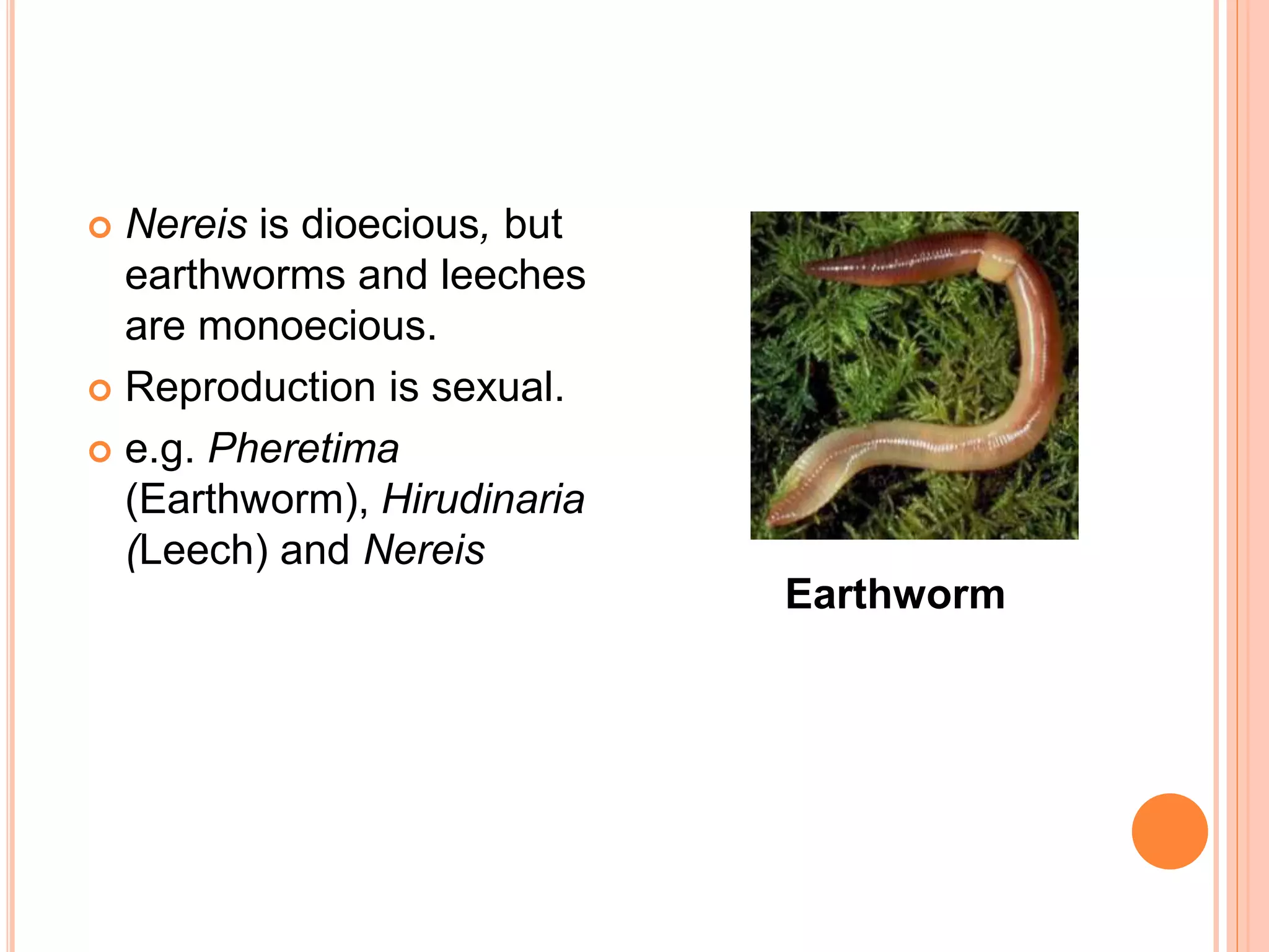 Animal Kingdom (Nonchordates) | PPTX