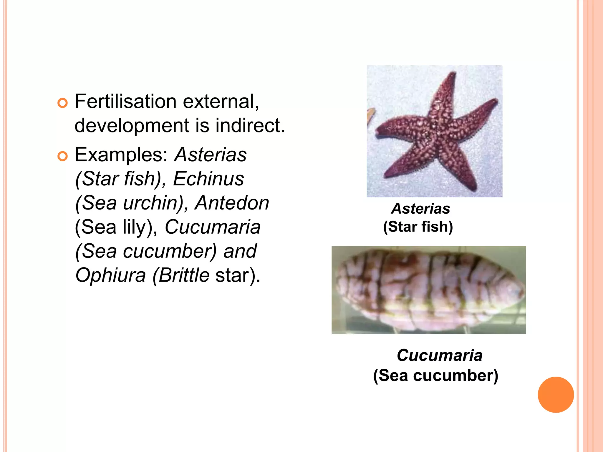 Animal Kingdom (Nonchordates) | PPTX