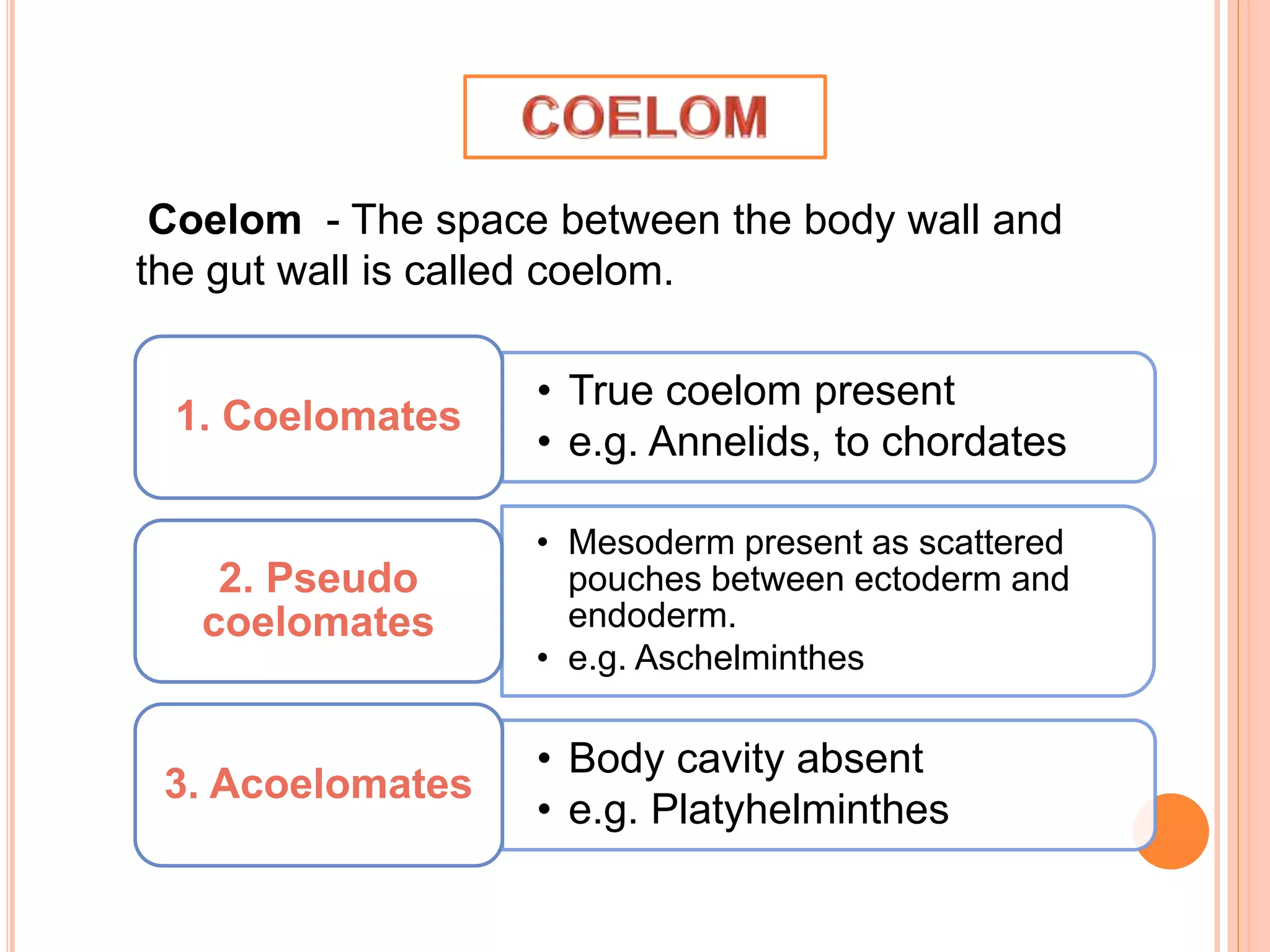 Animal Kingdom (Nonchordates) | PPTX
