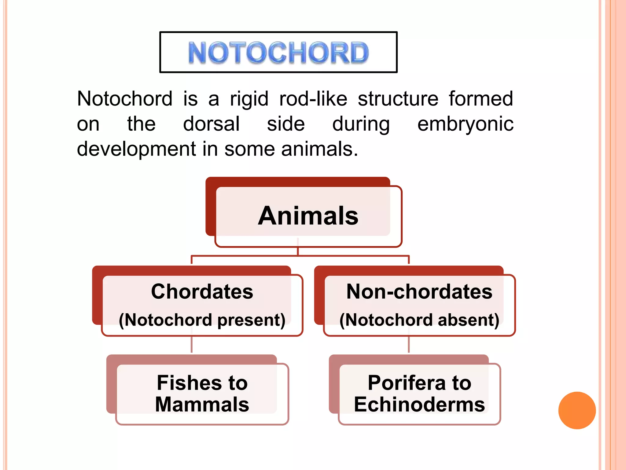 Animal Kingdom (Nonchordates) | PPTX