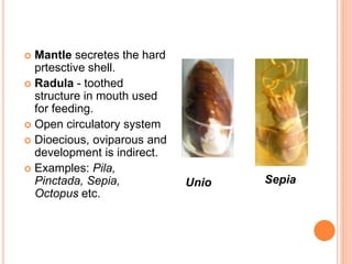 Animal Kingdom (Nonchordates) | PPTX