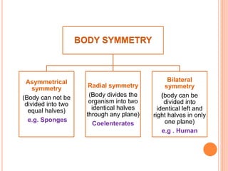 Animal Kingdom (Nonchordates) | PPTX
