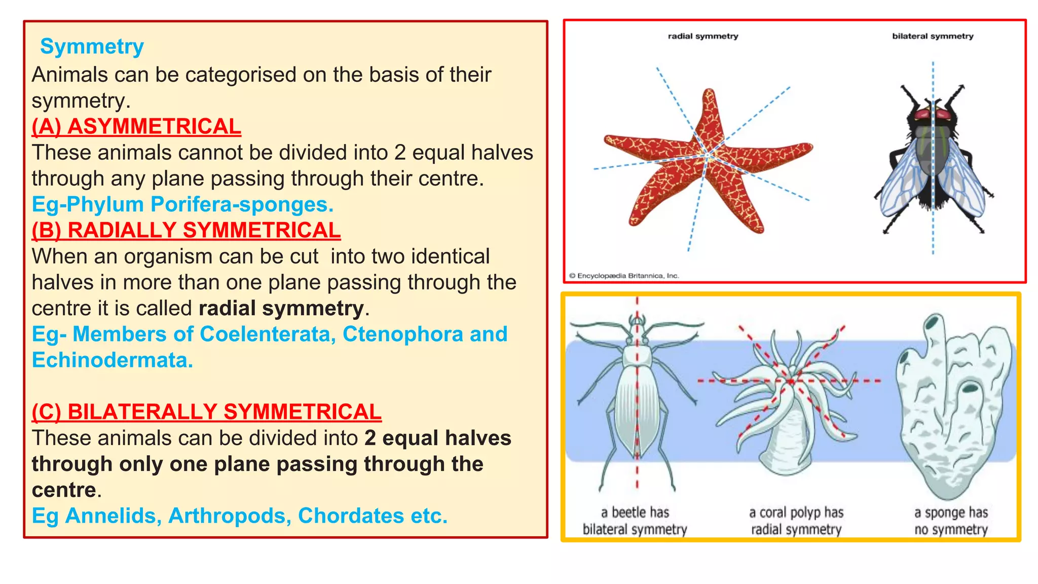 Animal kingdom introduction | PDF