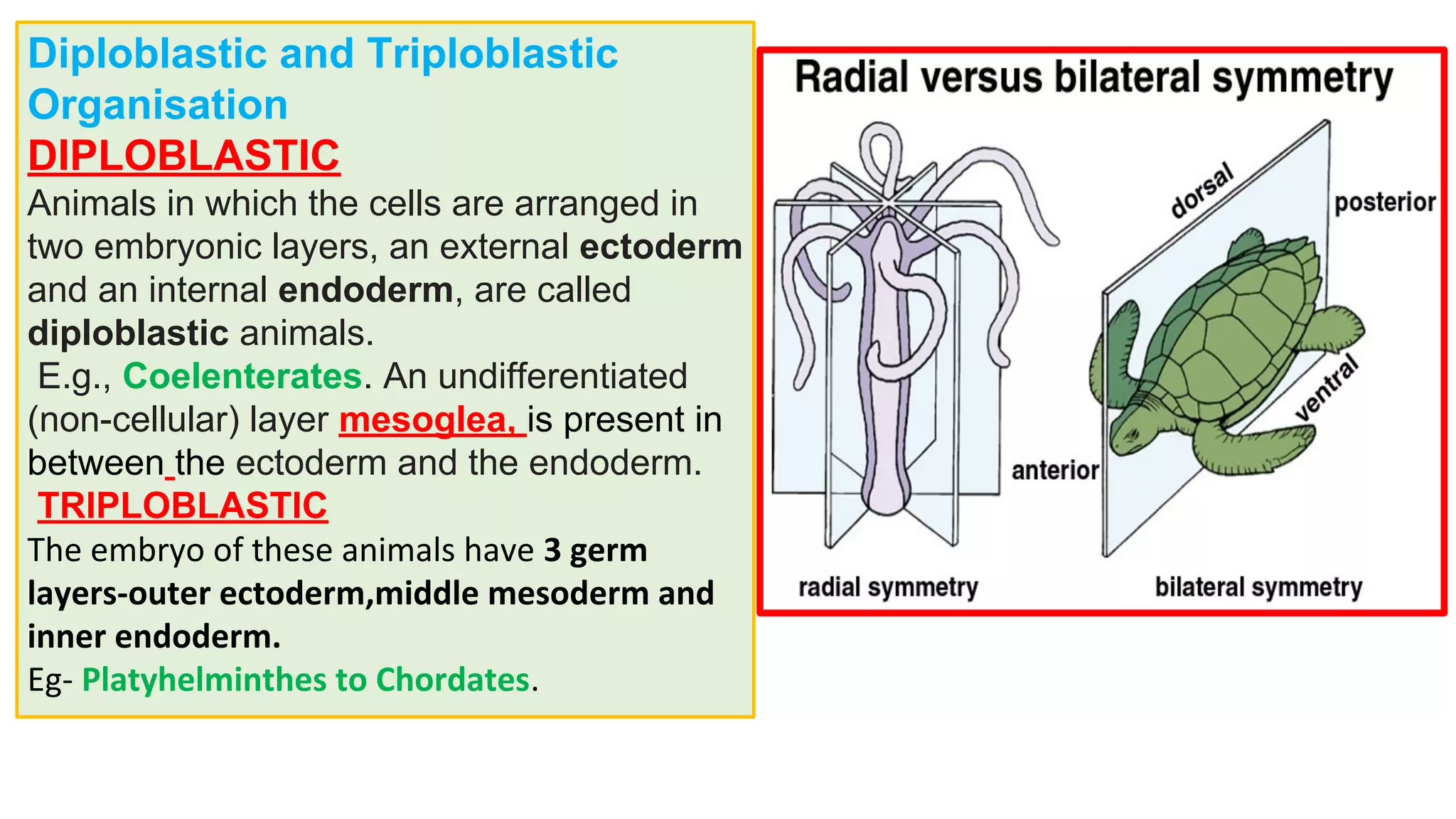 Animal kingdom introduction | PDF